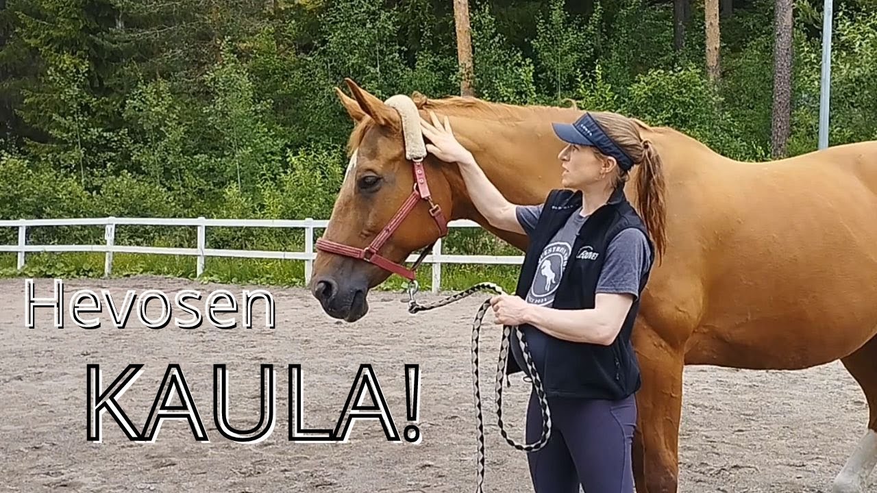 Hevosen kaularanka: Miten ehkäistä ongelmia ja kiputiloja? - YouTube