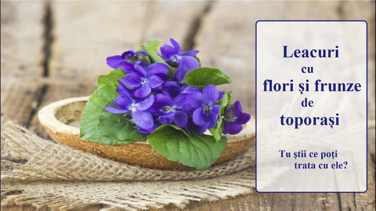Leacuri cu flori și frunze de toporași-Tu știi ce poți trata cu ele ...