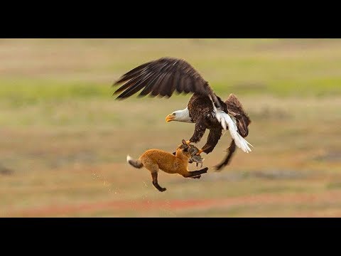 Kartal ve Tilki Arasındaki İnanılmaz Mücadele