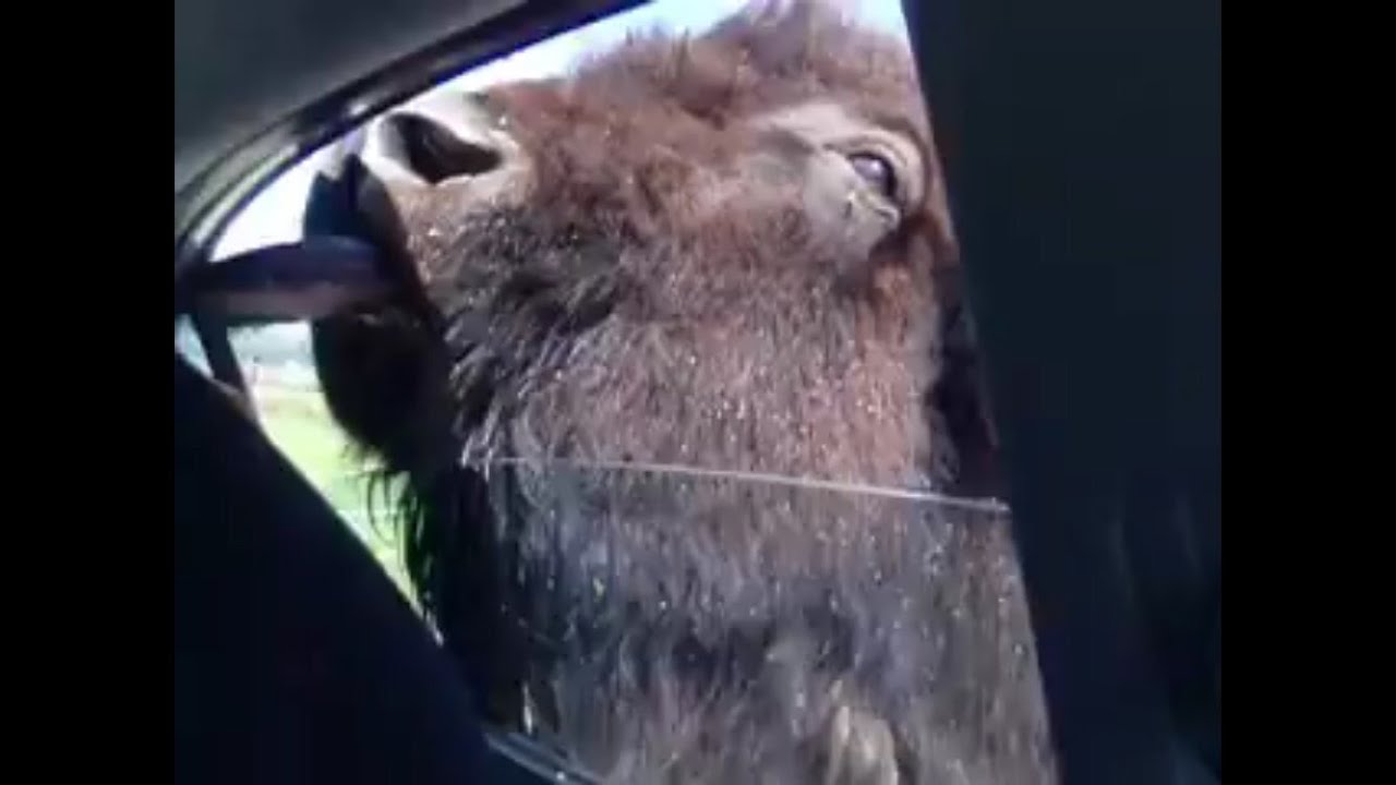 Buffalo Feeding Olympic Game Farm Washington | screaming laughing funny ...