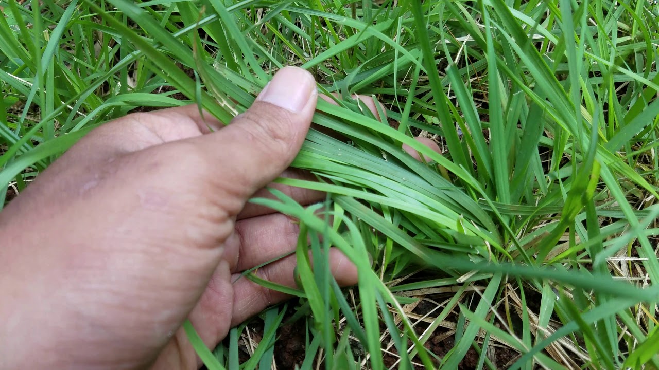 Rumput zoysia dari benih ( usia 4 bulan ) - YouTube