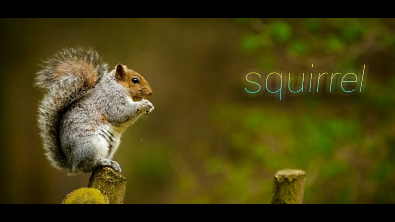 squirrel sounds | squirrel pet,| squirrel dance - YouTube
