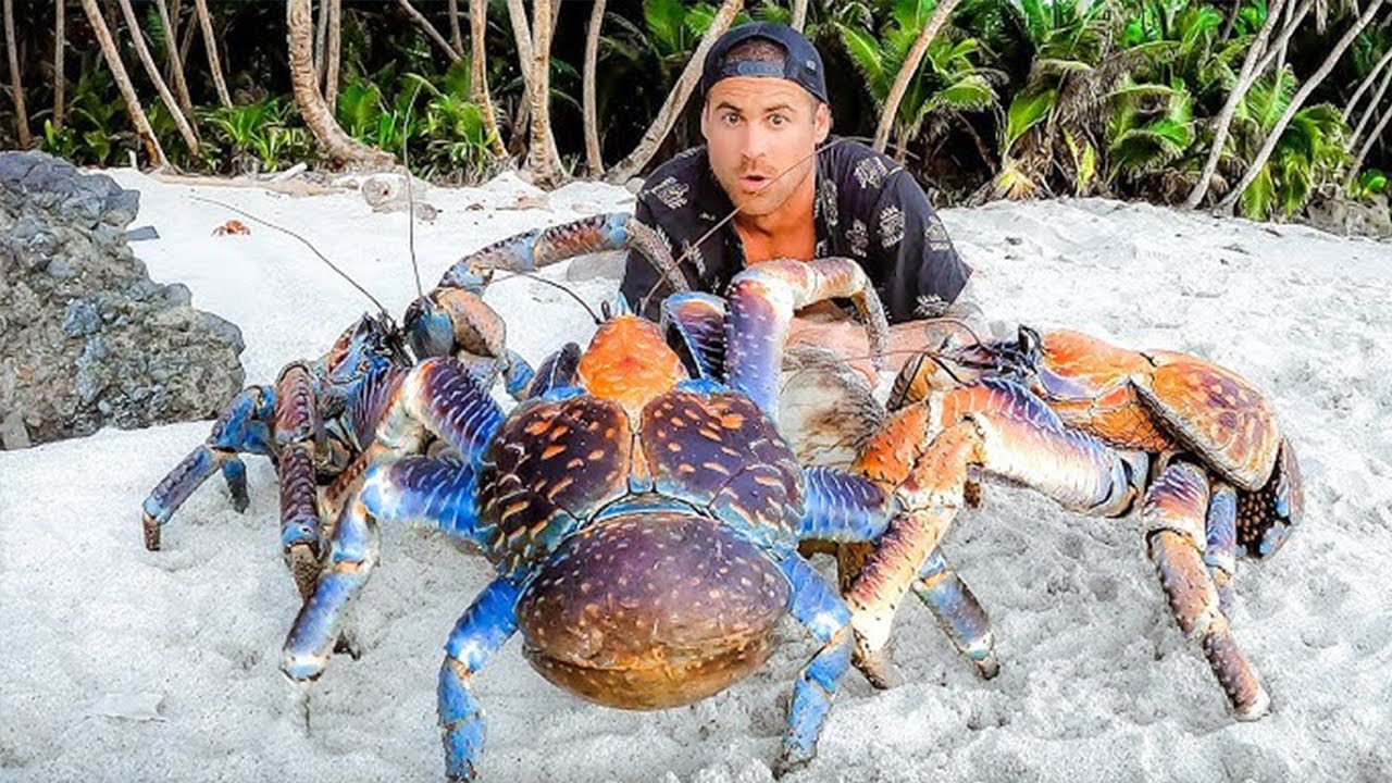 Cangrejo Cocotero Gigante En El Mundo Datos De Cangrejo Gigante De