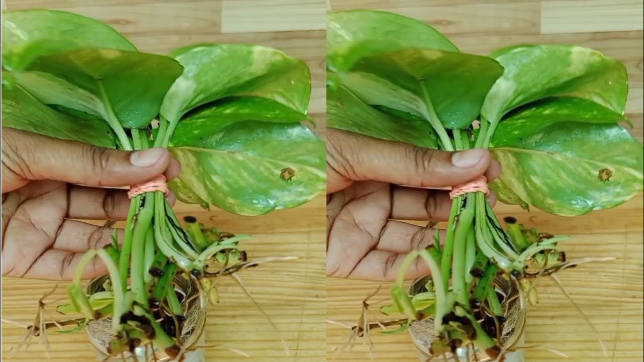 indoor Golden Pothos decoration ideas and how to grow Pothos one leaf ...