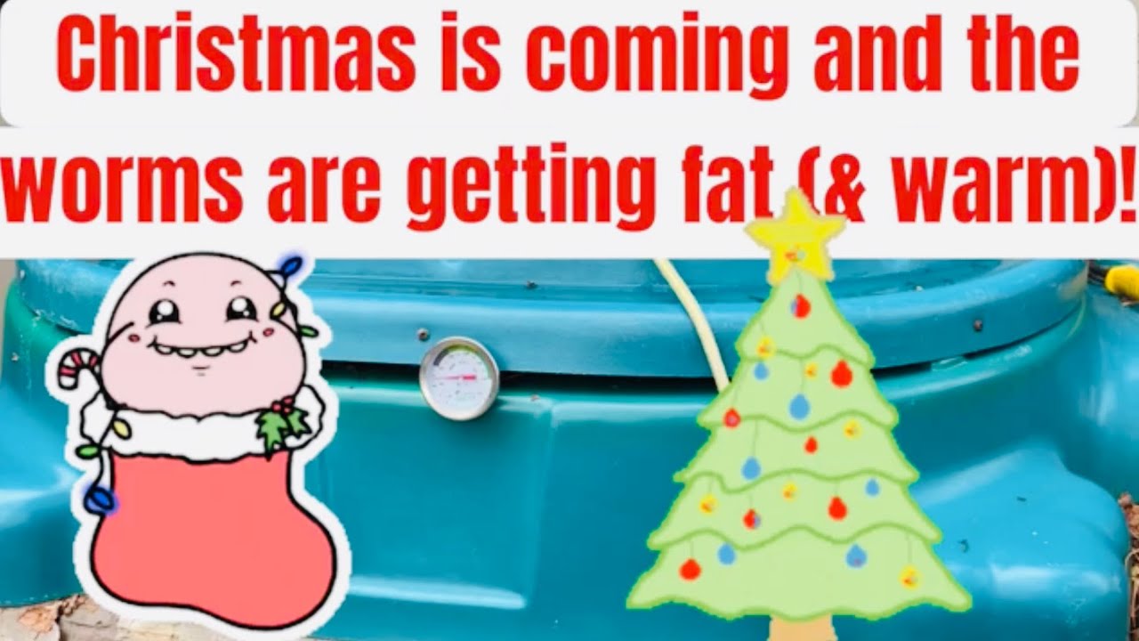 Christmas is coming and the worms in Gilligan are getting fat (& warm ...