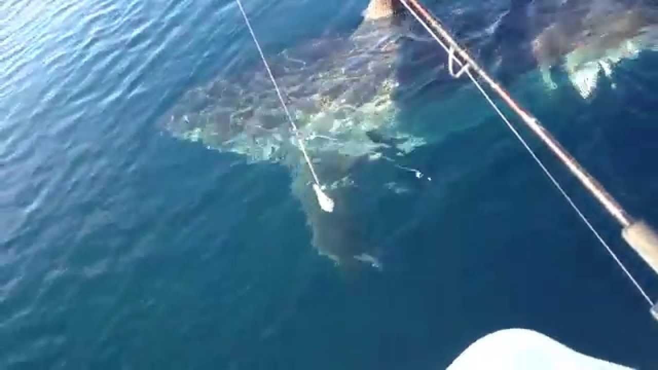 Great White Shark nearly attacks boat in HD video near beach ホオジロザメ ...