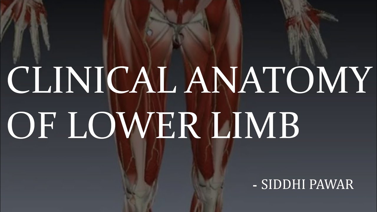 Clinical anatomy of lower limb (part 1) | ANATOMY | 1st Year MBBS - YouTube