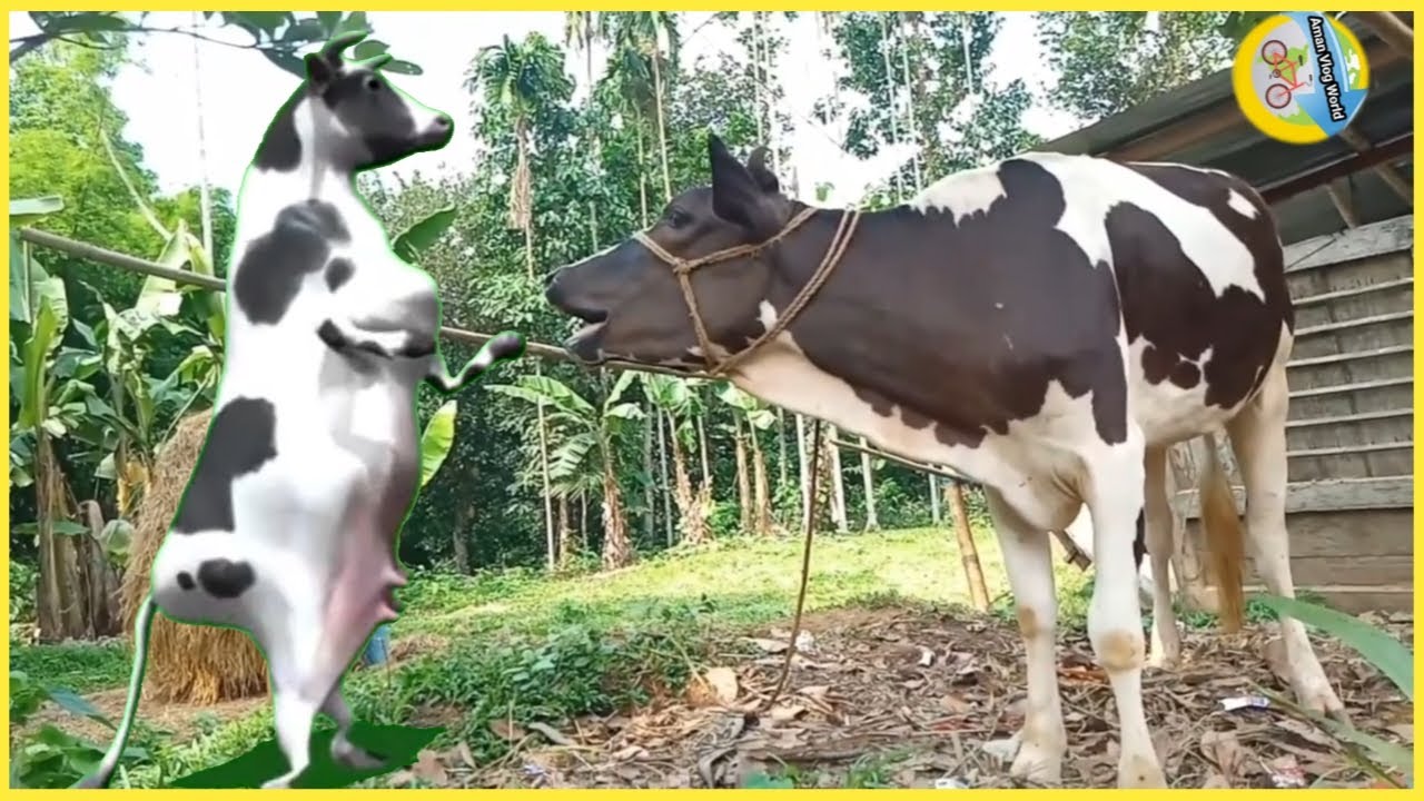 Experience Nonstop Laughter with the Most Hilarious Animal Moo Sounds ...