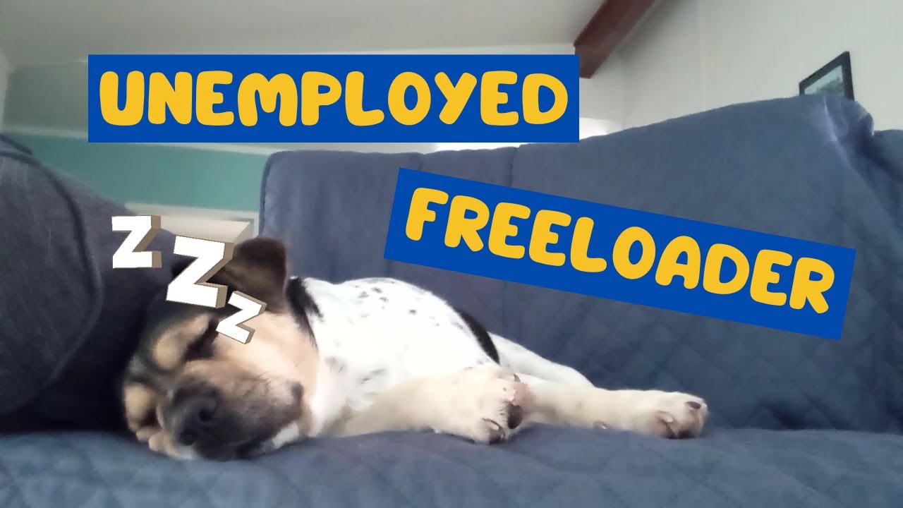 Rescue Dog is an Unemployed Freeloader - YouTube