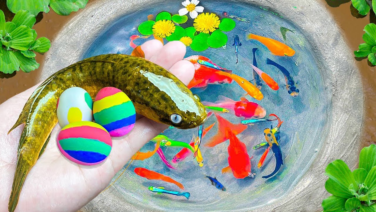 Catching Baby Banana Fish in Small Pond, Guppies, Koi Fish, Goldfish ...
