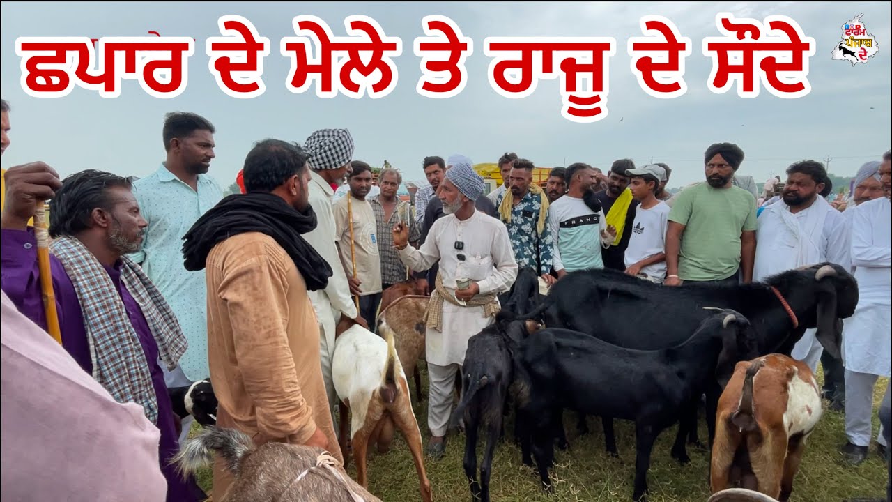 ਛਪਾਰ ਦੇ ਮੇਲੇ ਤੇ ਸੌਦਾ । chapar da mela #bakramandi #farming #goats - YouTube