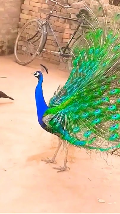 Beautiful Peacock Dance ️🦚🥰 Peacock Sound Peacock Viral Nature