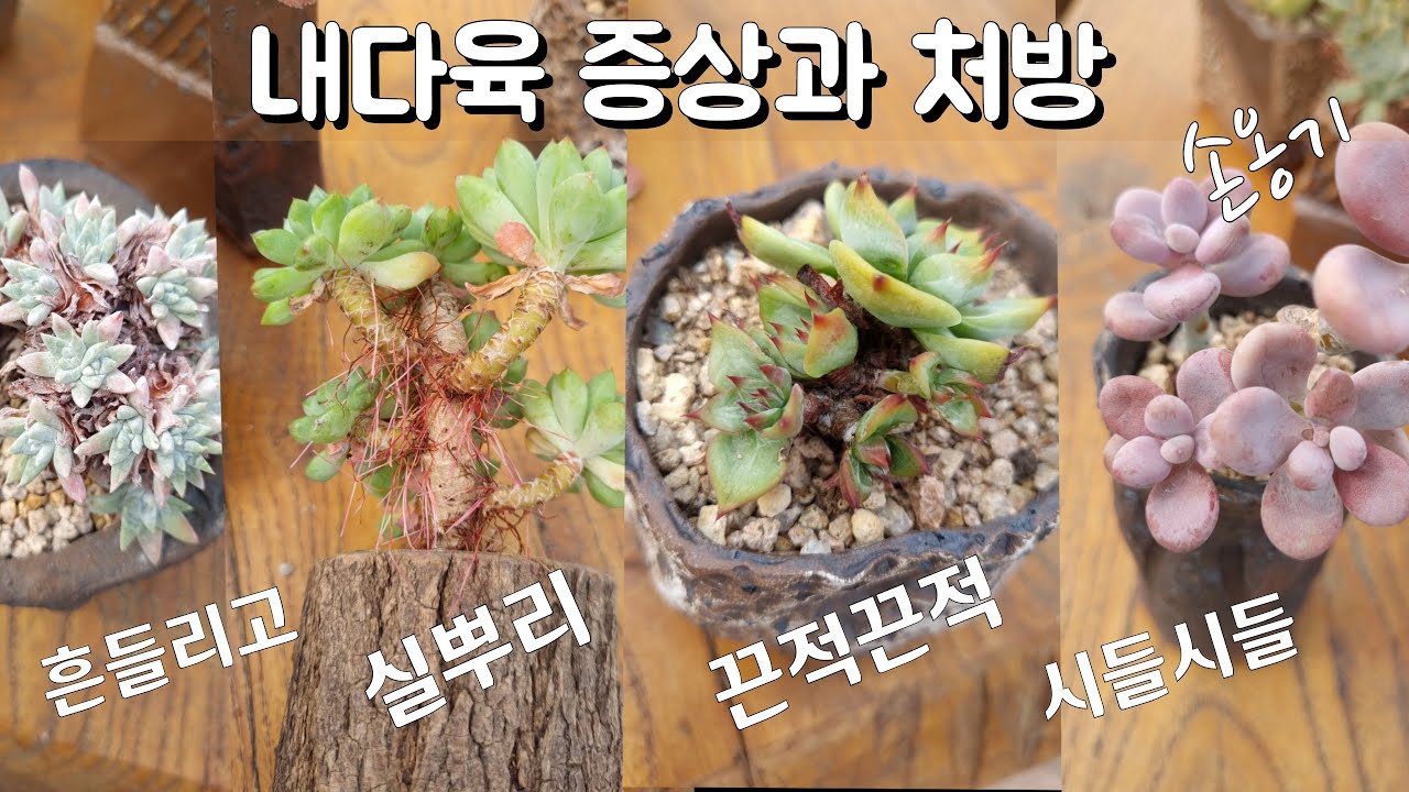 정보 공유다육 여러가지 증상과 처방다육화분다육 화분다육식물주물럭손옹기화분 Youtube