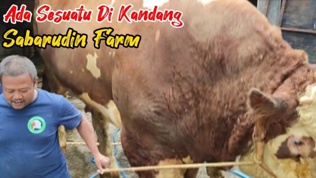 sapi raksasa yang tersembunyi di kandang sabarudin sudah muncul - YouTube