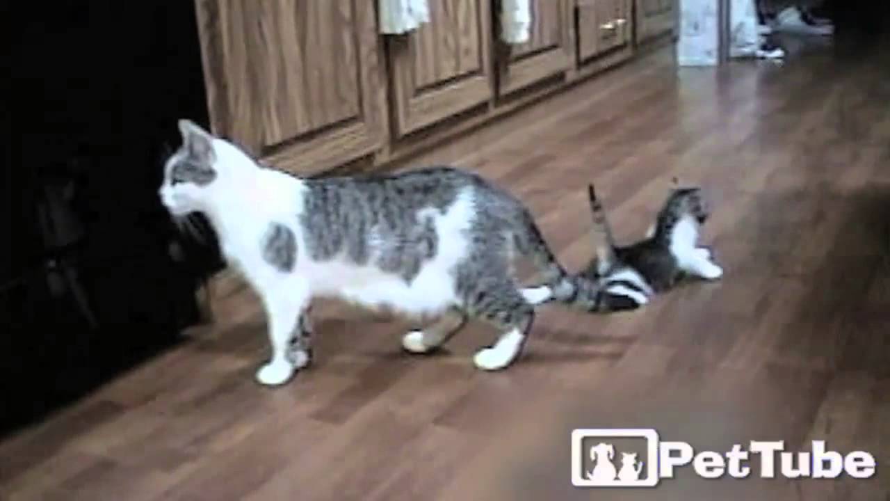 Moonwalking Kitten - PetTube - YouTube
