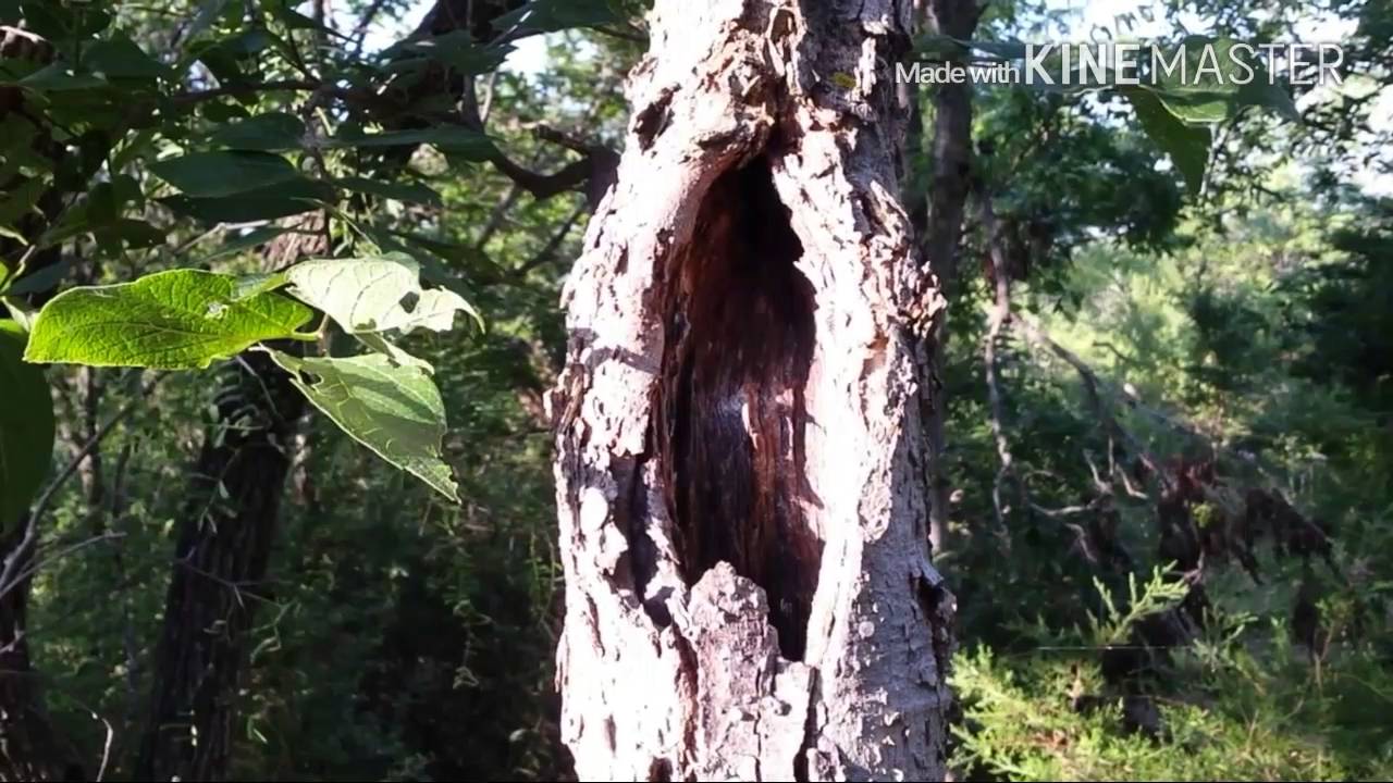 Our trip to Cedar Hill State Park (Ant Hill State Park) - YouTube