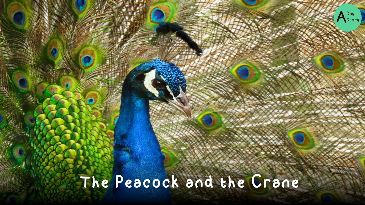 The Peacock and the Crane - Another day, another story | Animal videos ...