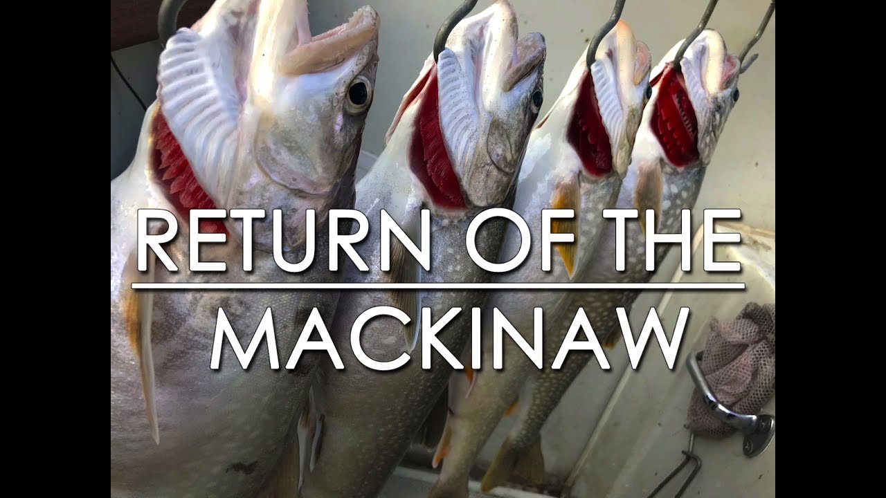 Lake Tahoe Mackinaw Trout Fishing - Catch and Cook! - YouTube
