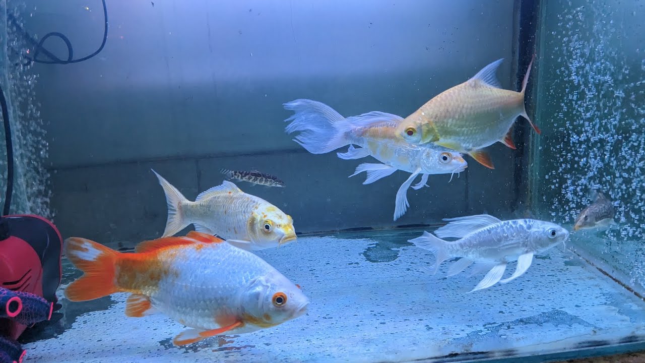 Koi curp tank update #somechanges - YouTube