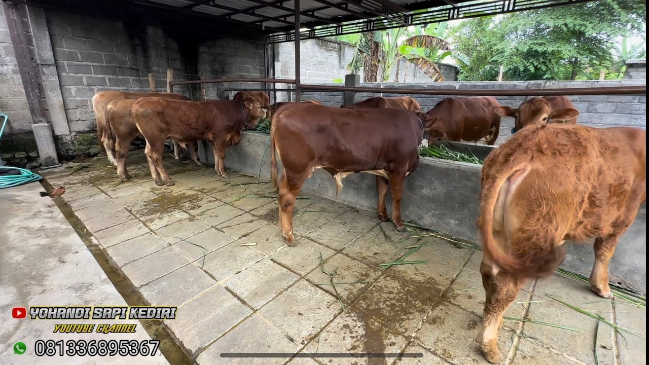 Kandang sapi mas yohandi sapi kediri - YouTube