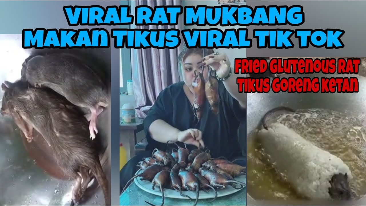 VIRAL RAT MUKBANG , tikus goreng bungkus ketan - YouTube