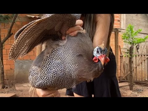TRATAR GALINHA DA ANGOLA DEPOIS LIMPAR! Passo 01.