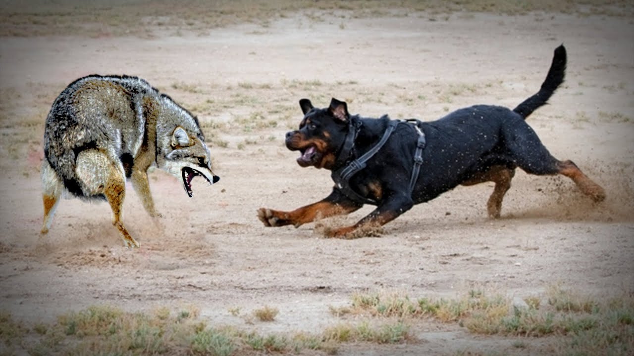 The Fearless Rottweiler Most Commonly Used by Criminals - YouTube