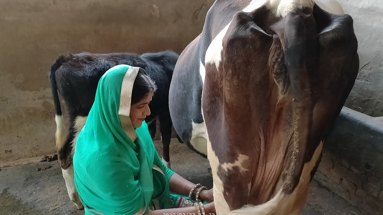 cow milking 🐄🐮 daily routine 🥰🥰 - YouTube