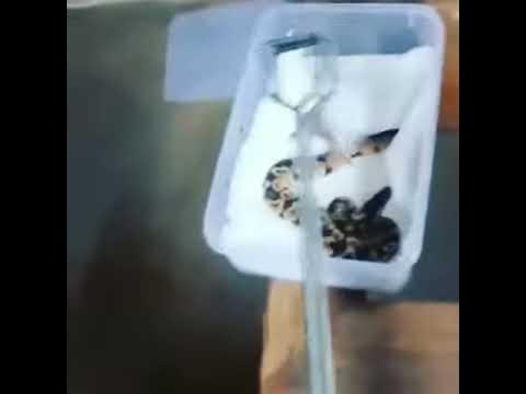 Strike ball python - YouTube