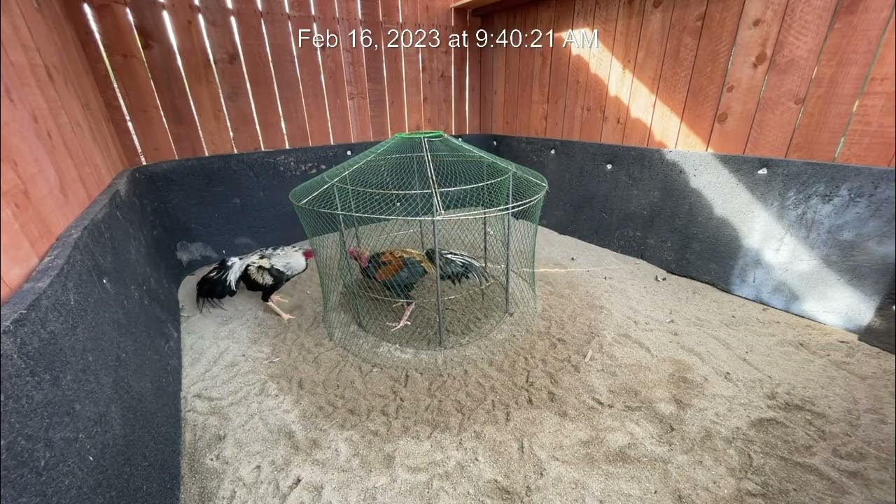 Tu qaib sib ncaws - YouTube