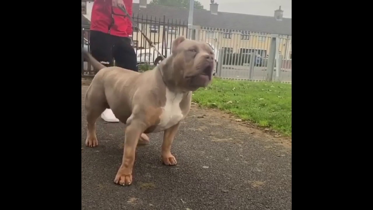 Bully world in one place go follow @bully_central_x on Instagram - YouTube