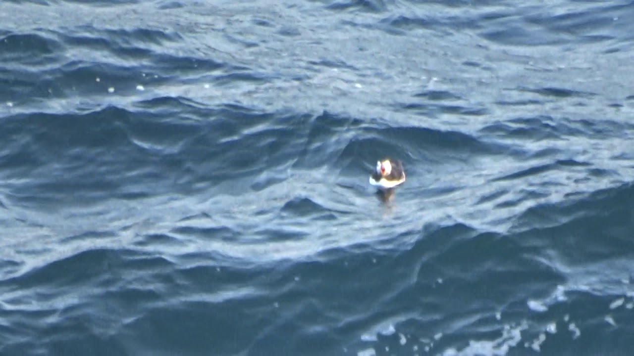 Puffin Dancing Ledge 30/05/19 - YouTube
