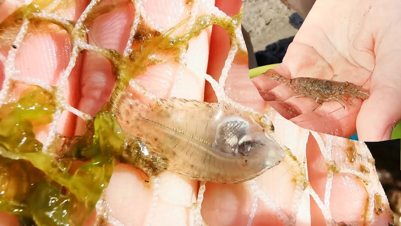 Big catch on the North Sea - Shrimps and Flatfish with simple Shrimp ...