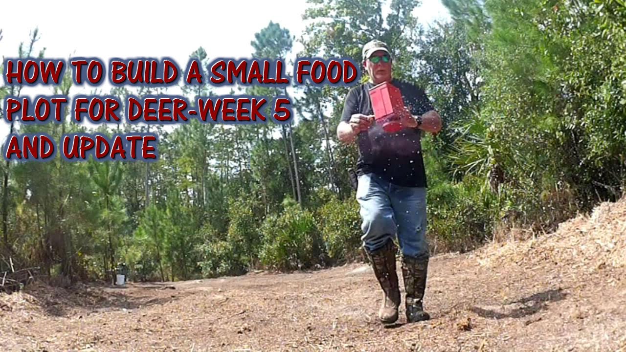 How To Build A Small Foof Plot For Deer-Week 5 And Update - YouTube