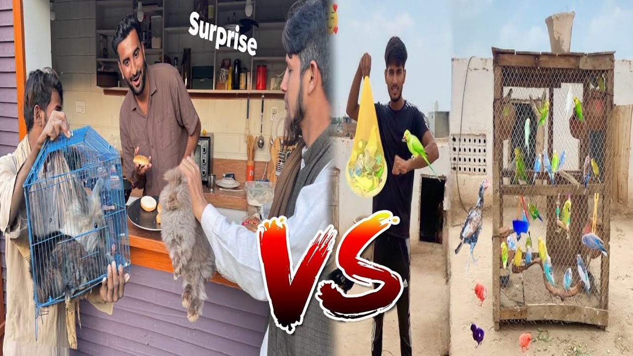 Sher main dehat V/S Hammad pet house - YouTube