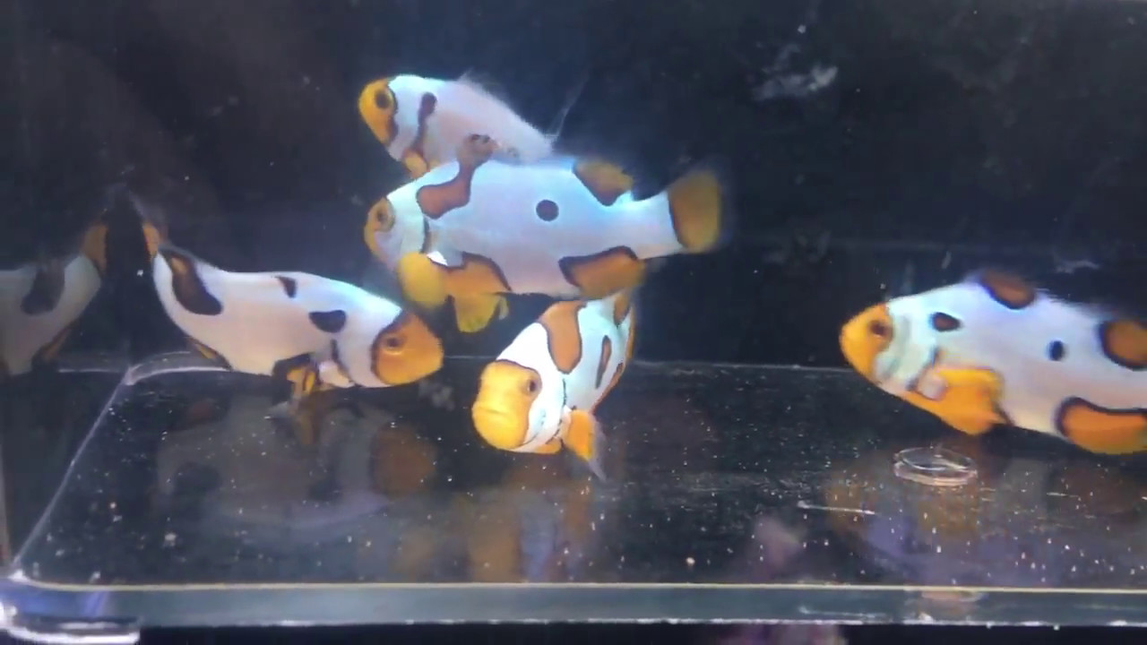 Picasso Percula Clownfish