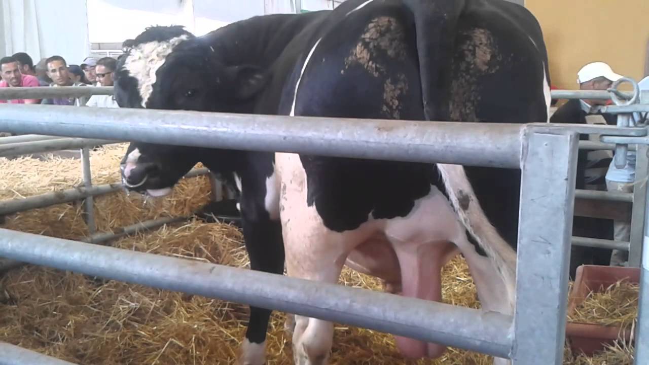 Type de taureau Holstein - YouTube