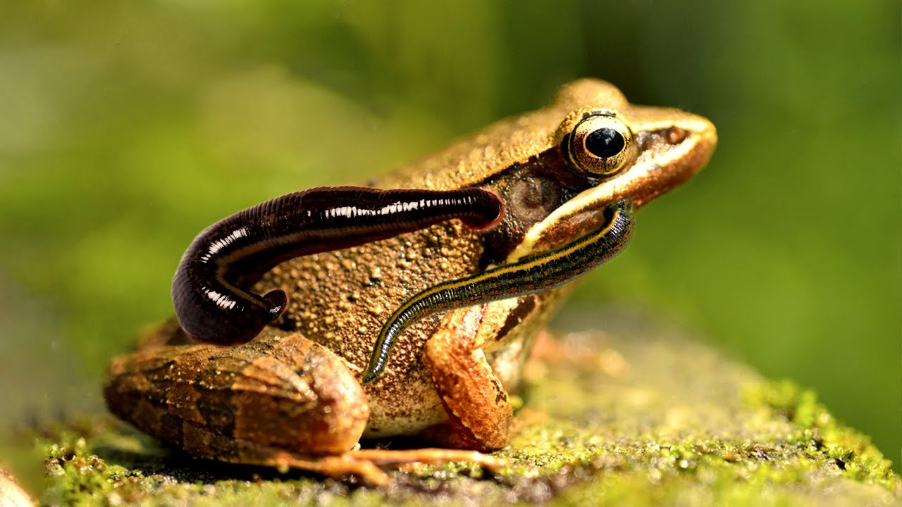 How Frog Hunting And Eating Leech And Earthworm For Survival - YouTube