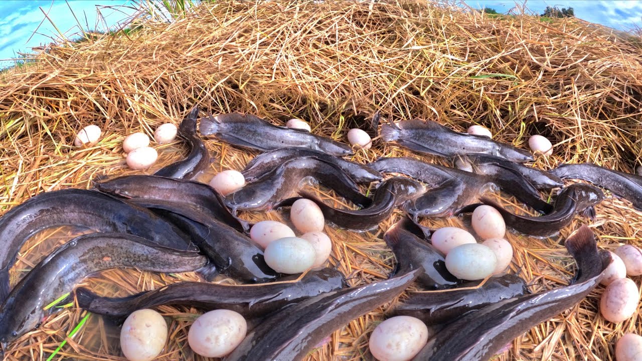 wow best hand fishing, catch fish & pick duck eggs under the straw ln ...