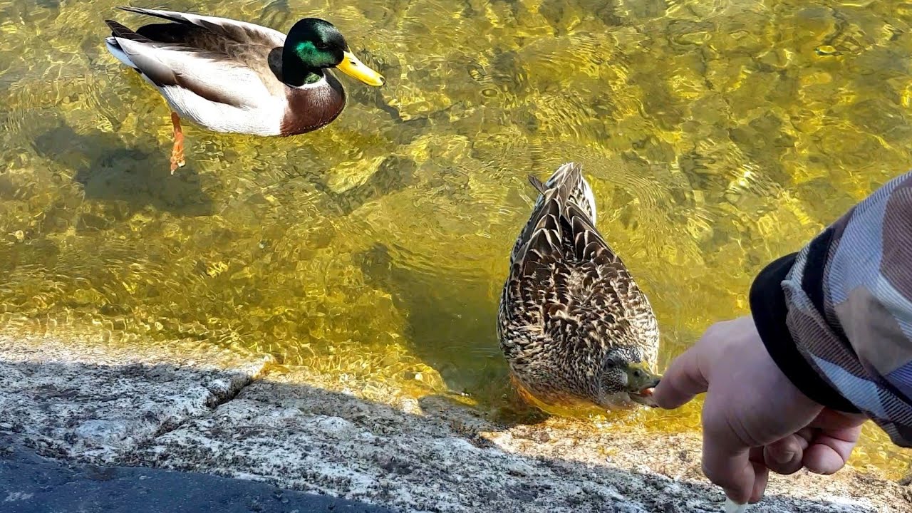Duck Biting my Finger when I was Trying to Feed | Zürich / Switzerland ...