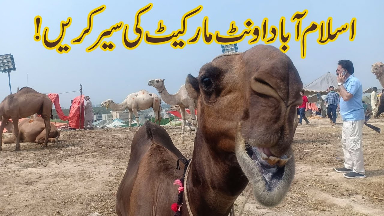 Camel Mandi Islamabad 2020 | Camels of Pakistan - YouTube