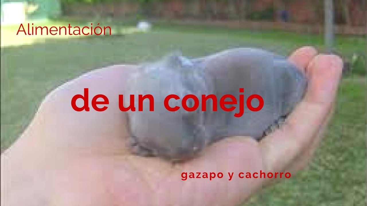 Alimentación de un conejo gazapo - YouTube