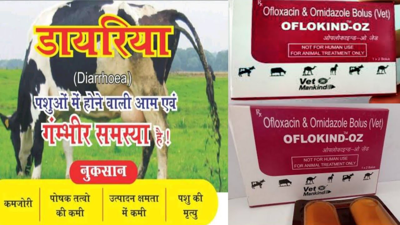 OFLOKIND OZ(VET MANKIND) दस्त और खूनी पेचिश की दवा Review uses ...