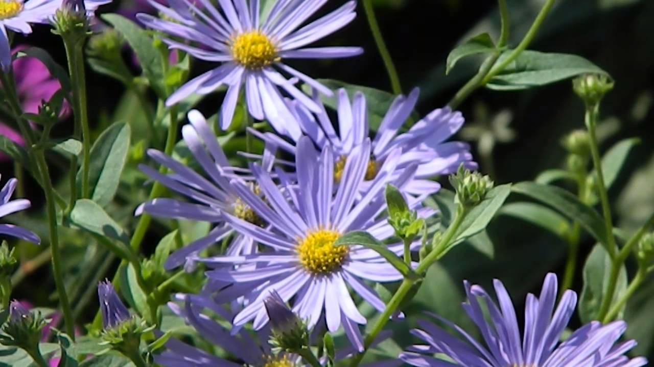 aster thomsonii - YouTube