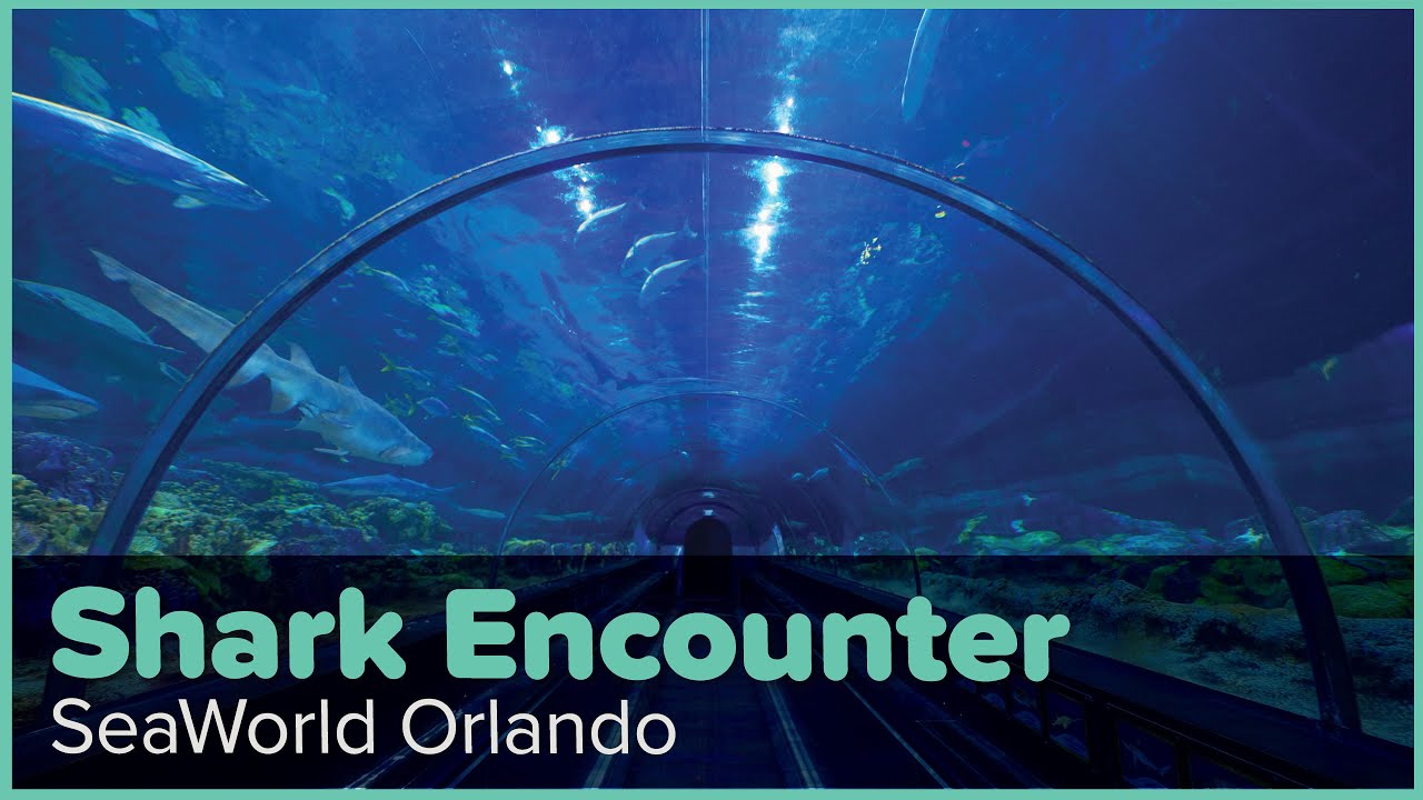 For the First Time, We Go "Above the Tank" on Shark Encounter at ...