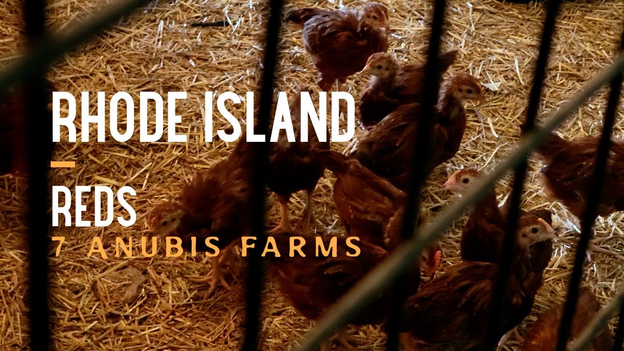 New Rhode Island Reds! - YouTube