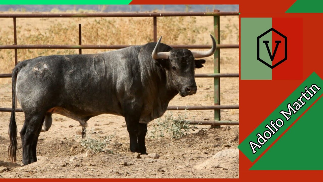 Toros De Adolfo Martín Para La Corrida De Toros En Francia - YouTube