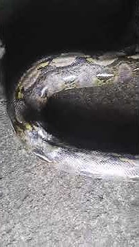 Capturing a Philippine reticulated python video by Anthony Zosa - YouTube