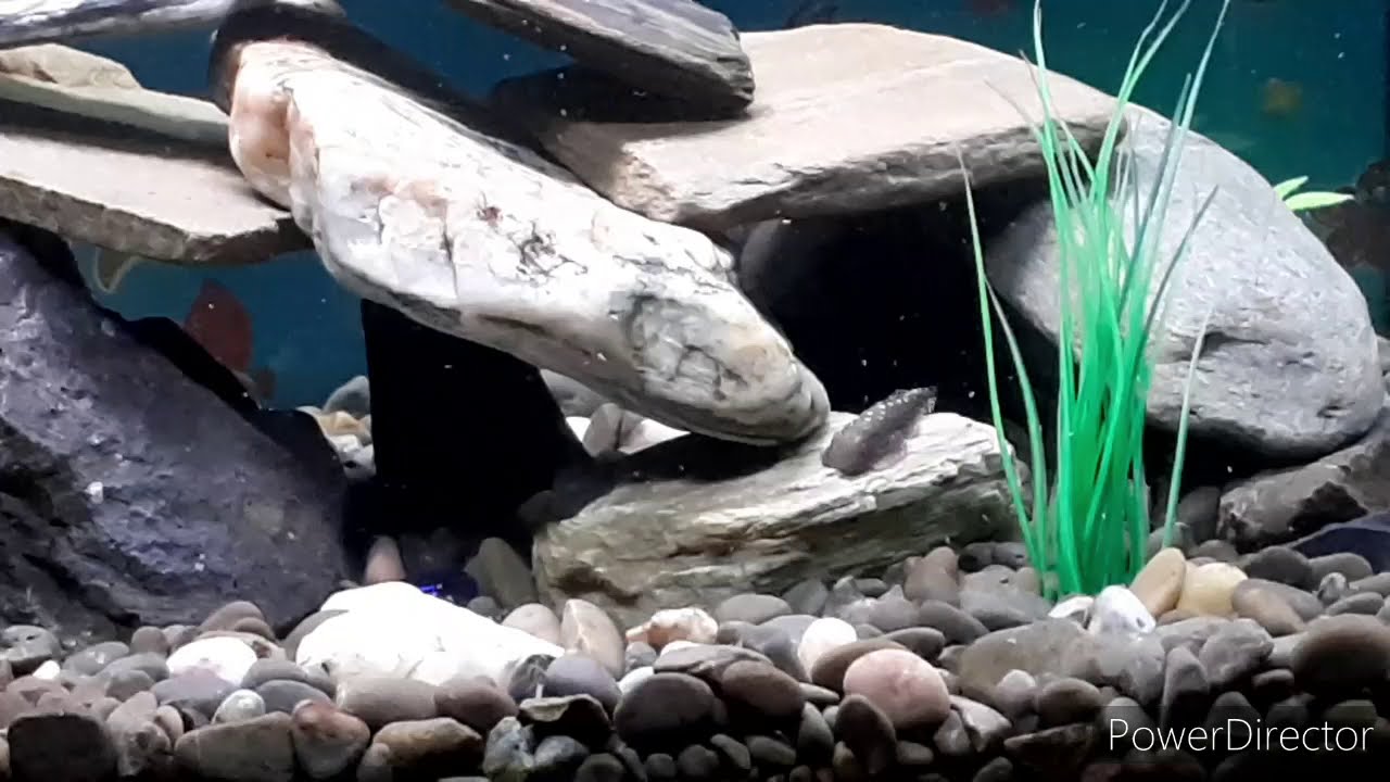 Fish tank aquarium with hillstream loaches / sewellia lineolata - YouTube