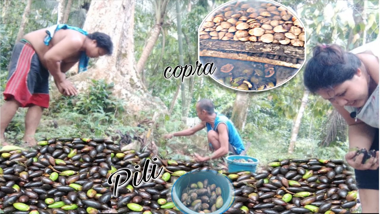 Copra making and pili nuts picking | Interview ng mga studyante for pwd ...